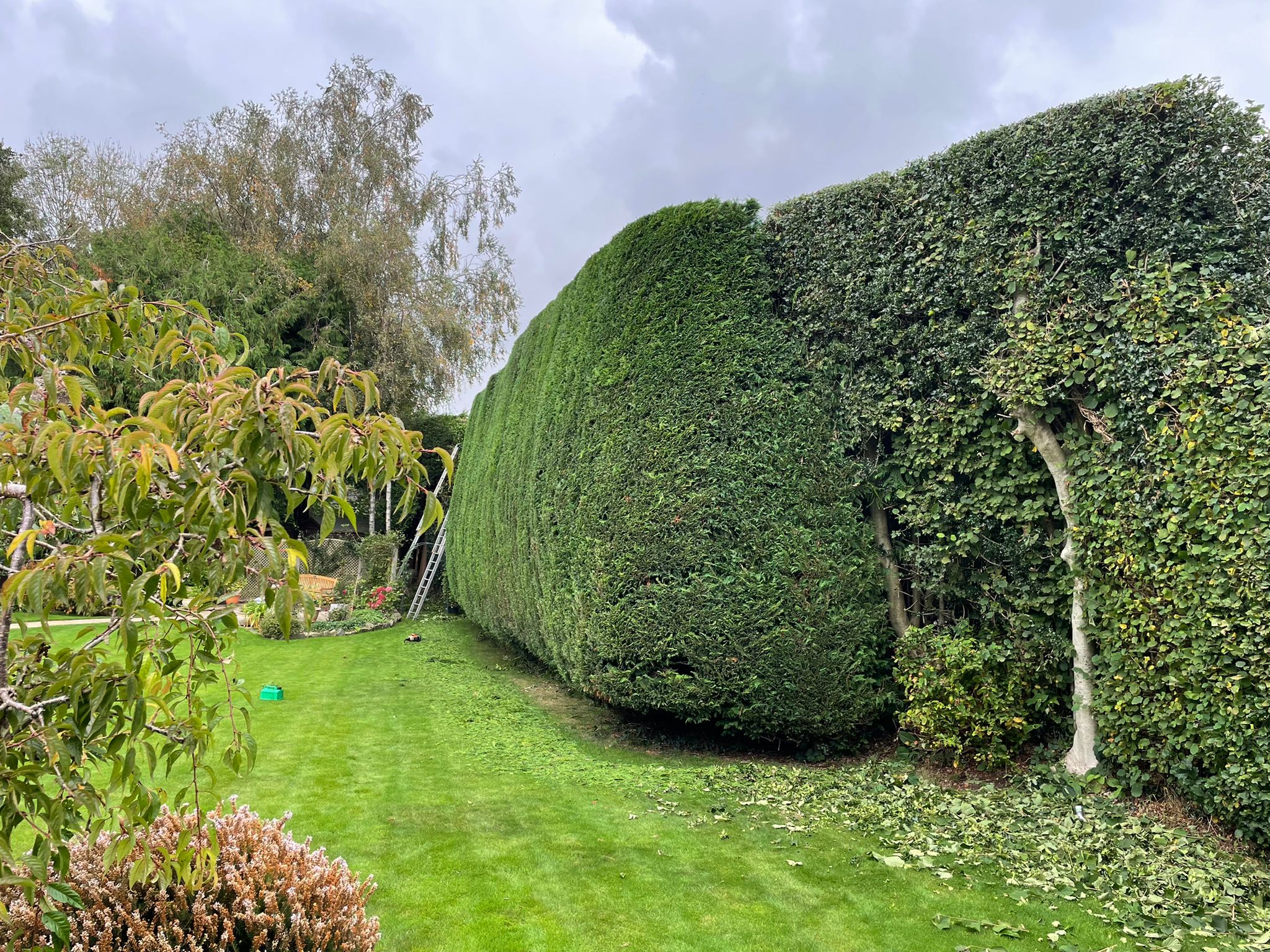Hedge Trimming Services in Bristol - Able tree And Landscapes